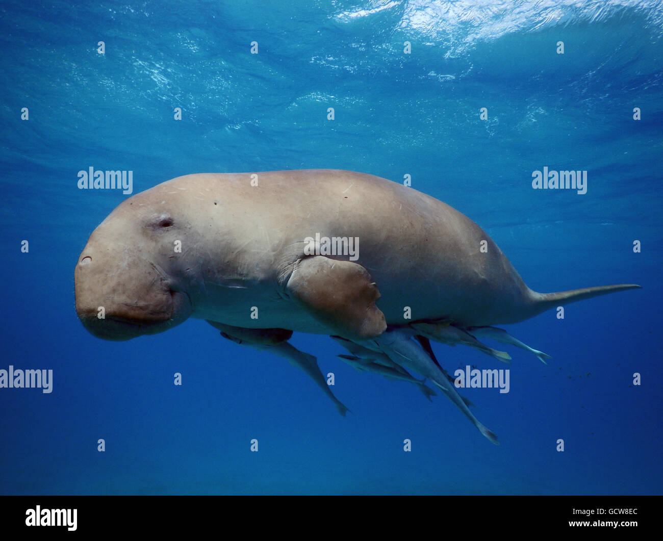 Dugong swimming hi-res stock photography and images - Alamy