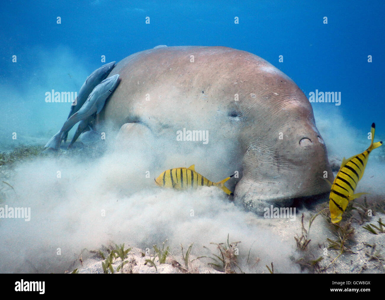 Marine mammal hi-res stock photography and images - Alamy