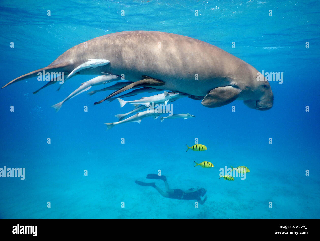 Snorkeling with dugong in the Red Sea Stock Photo - Alamy