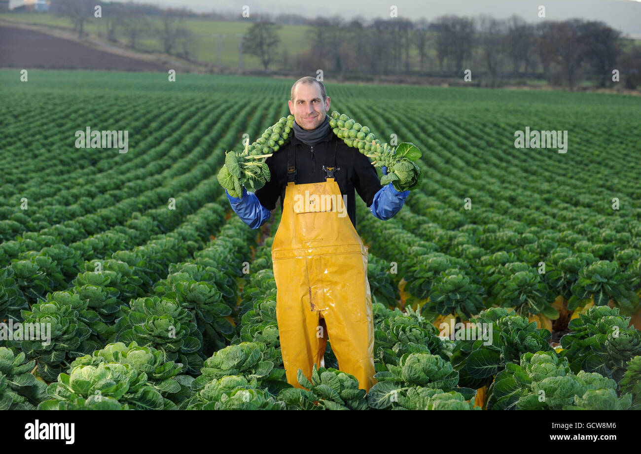 Sprout harvesting hi-res stock photography and images - Alamy