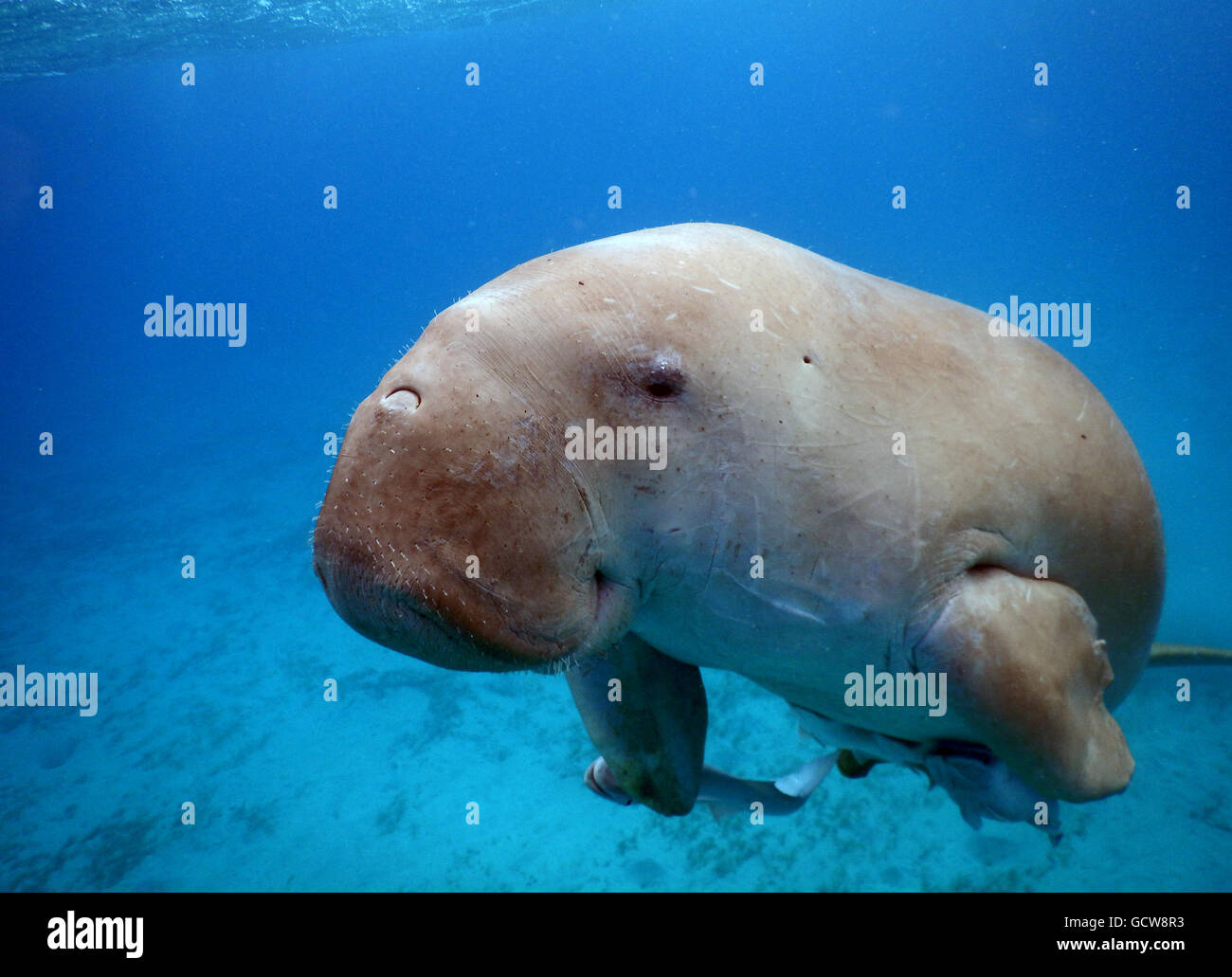 Remora fish hi-res stock photography and images - Alamy