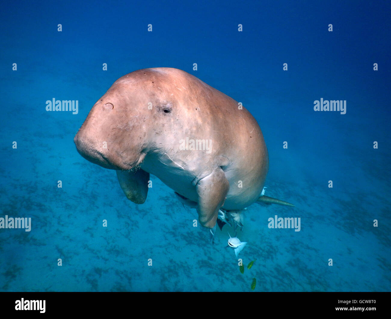 Manatee eating grass hi-res stock photography and images - Alamy
