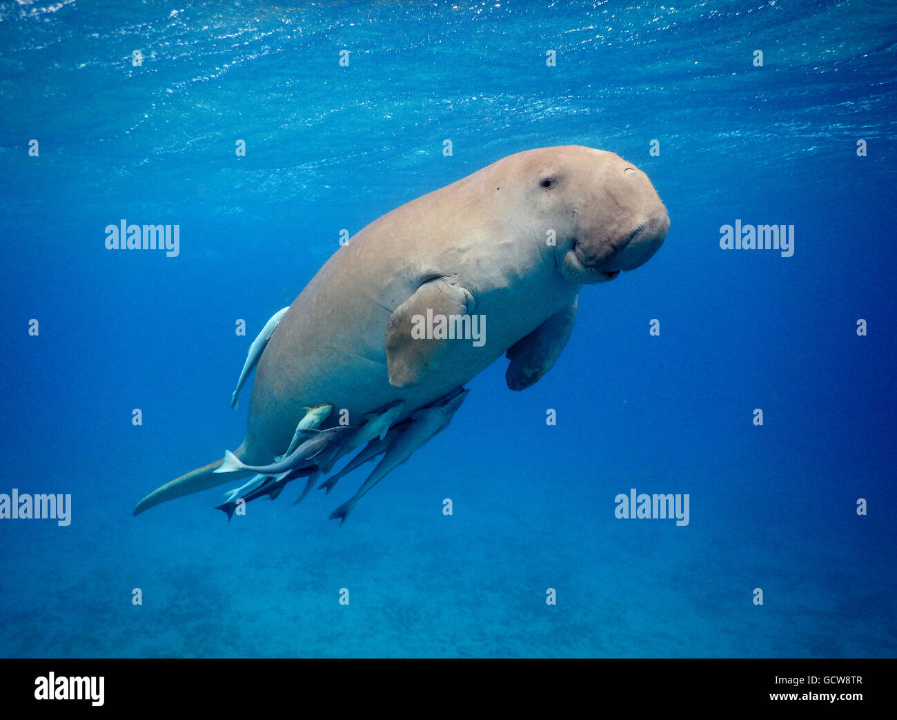 Manatee eating grass hi-res stock photography and images - Alamy