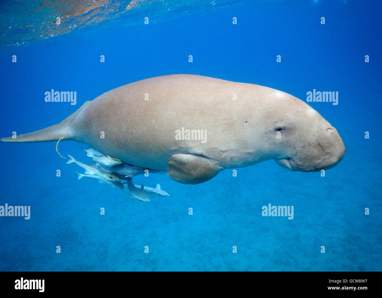 Dugong hi-res stock photography and images - Alamy