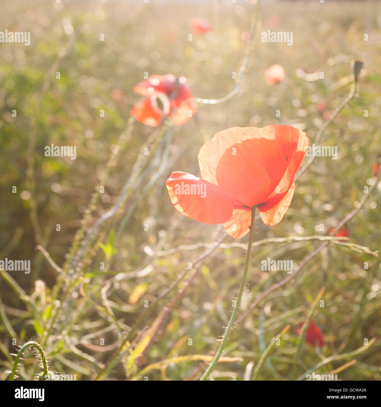 Poppy flowers in the summer field Stock Photo - Alamy