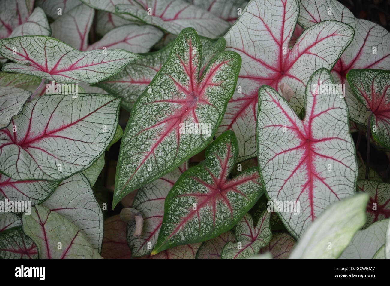 Caladiums hi-res stock photography and images - Alamy