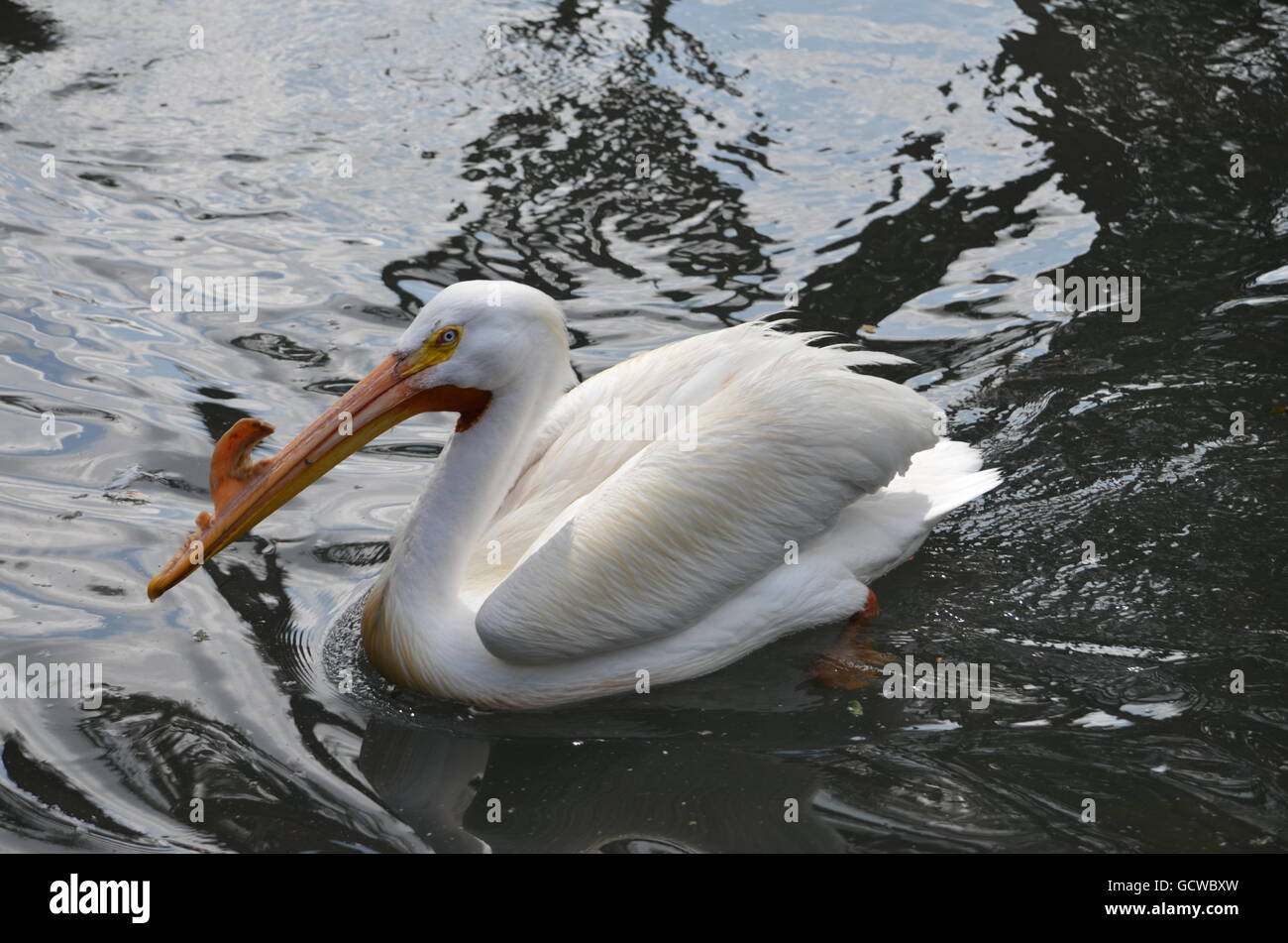 Pelican in Water With Prized Piece of Orange Peel Stock Photo - Alamy