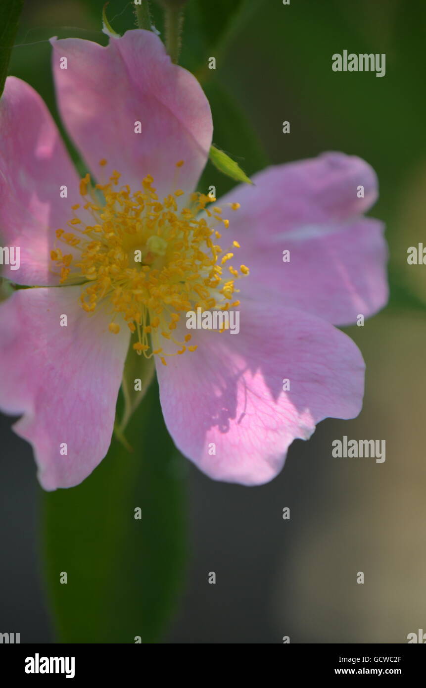 Mutabilis rose hi-res stock photography and images - Alamy