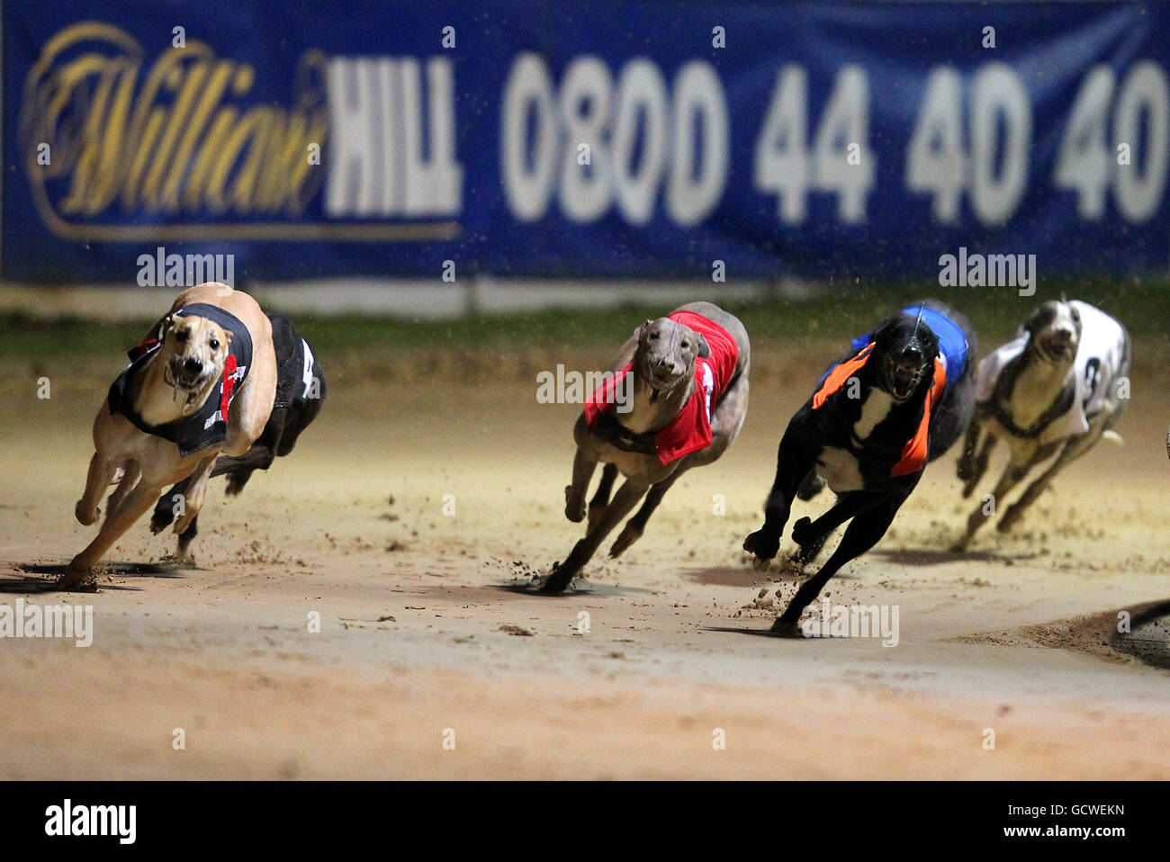 Greyhound Racing - williamhill.com All England Festival - Finals Night ...