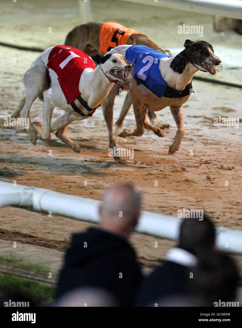 Greyhound racing all england festival finals night newcastle greyhound ...