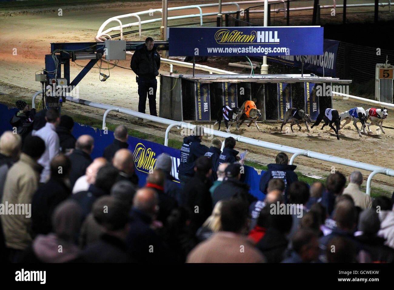 Greyhound racing all england festival finals night newcastle greyhound ...