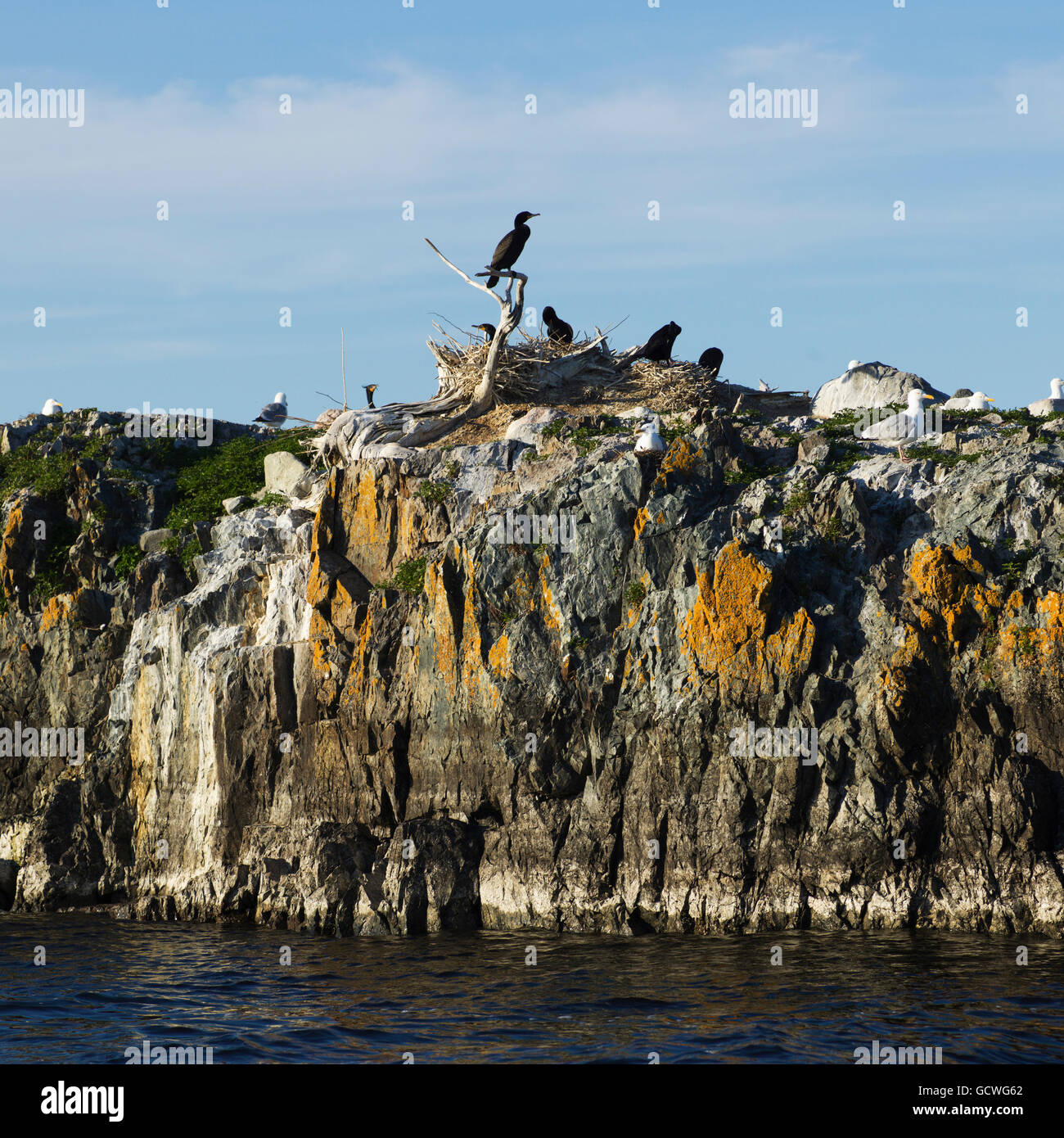 Birds perched on a rugged cliff along the shoreline of Lake of the ...