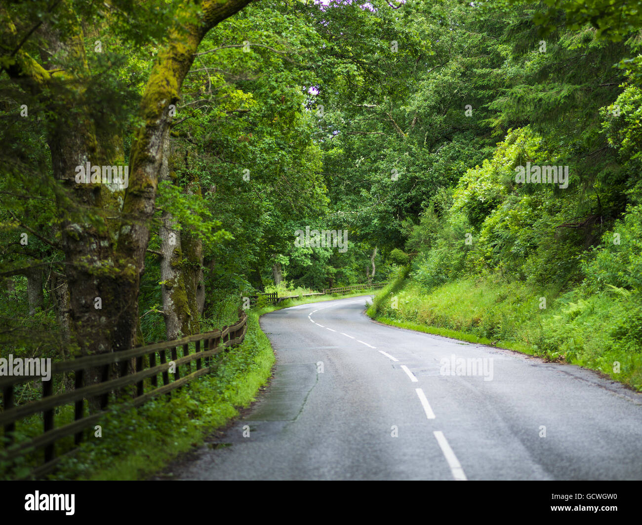 A road lined with lush trees and foliage and a wooden fence; Dunkeld ...