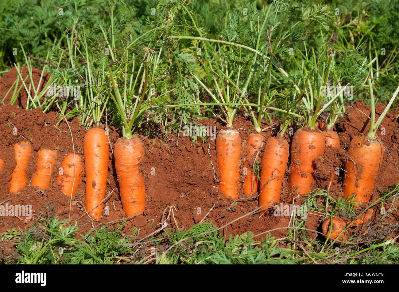 Carrots in the soil Stock Photo - Alamy