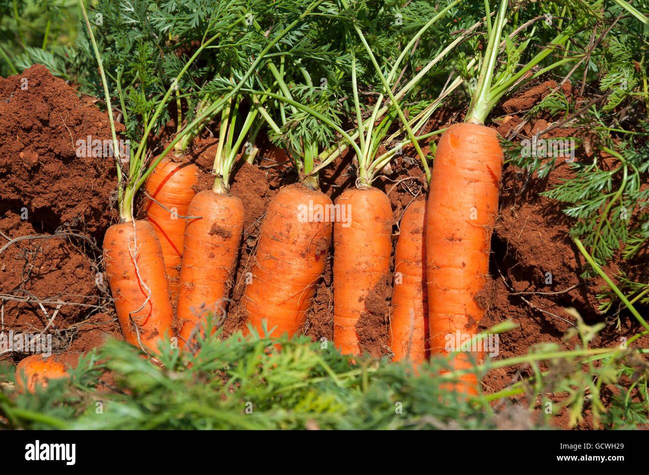 Carrot roots ground hi-res stock photography and images - Alamy