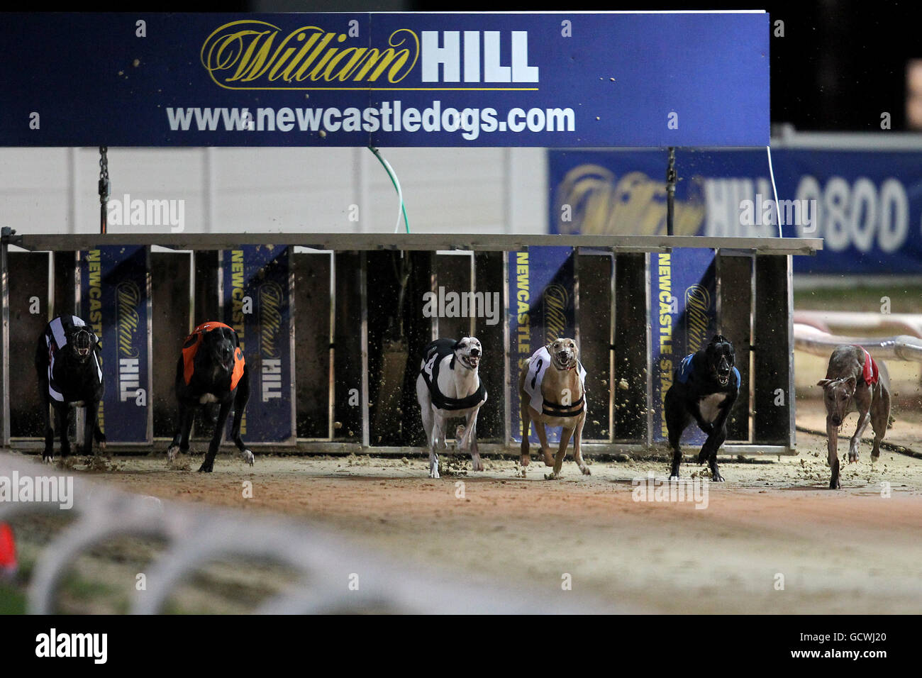 Greyhound racing all england festival finals night newcastle greyhound ...