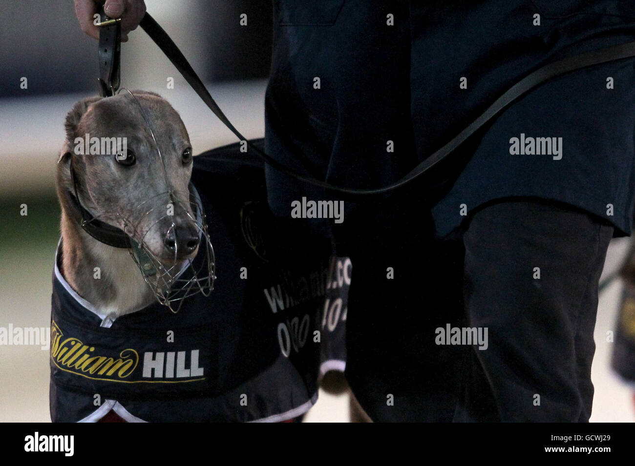 Greyhound Racing - williamhill.com All England Festival - Finals Night ...