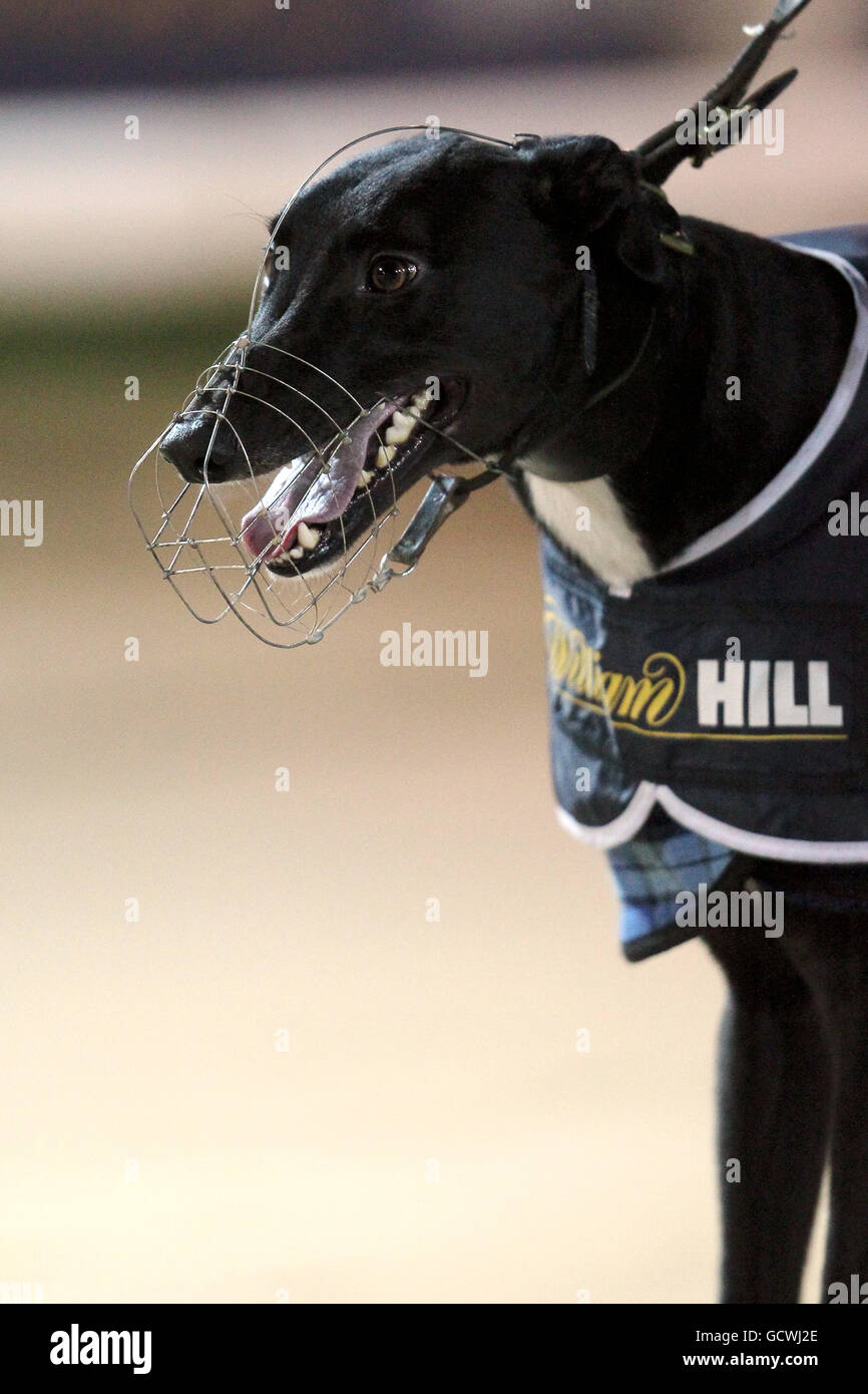 Greyhound racing all england festival finals night newcastle greyhound ...