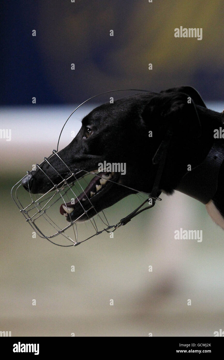 Greyhound racing all england festival finals night newcastle greyhound ...