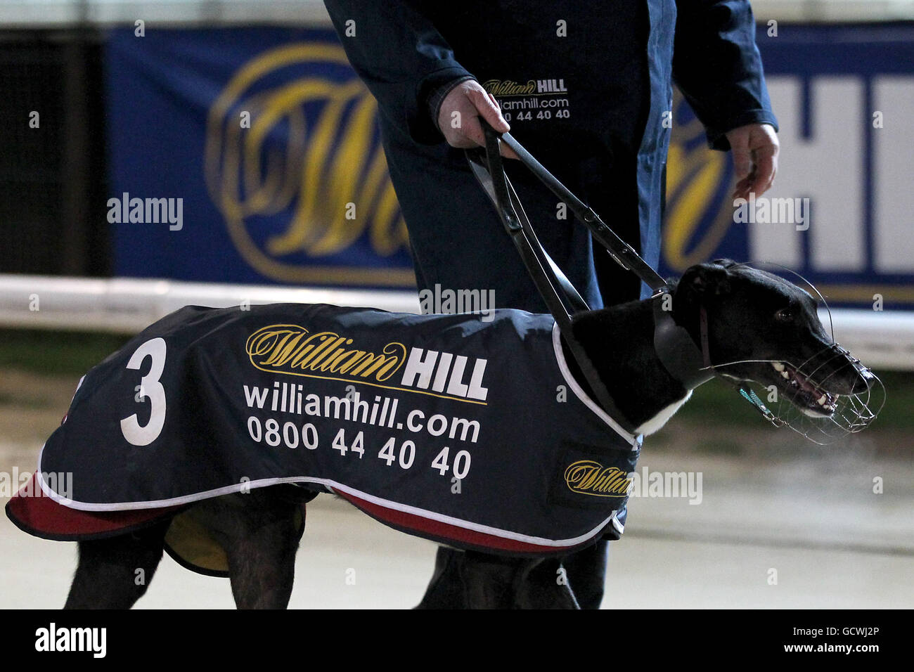 Greyhound Racing - williamhill.com All England Festival - Finals Night ...