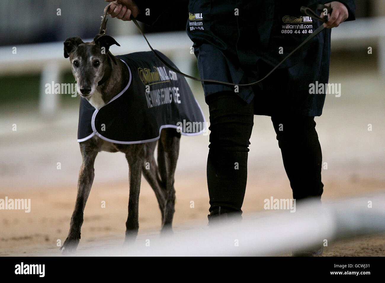 Greyhound racing all england festival finals night newcastle greyhound ...