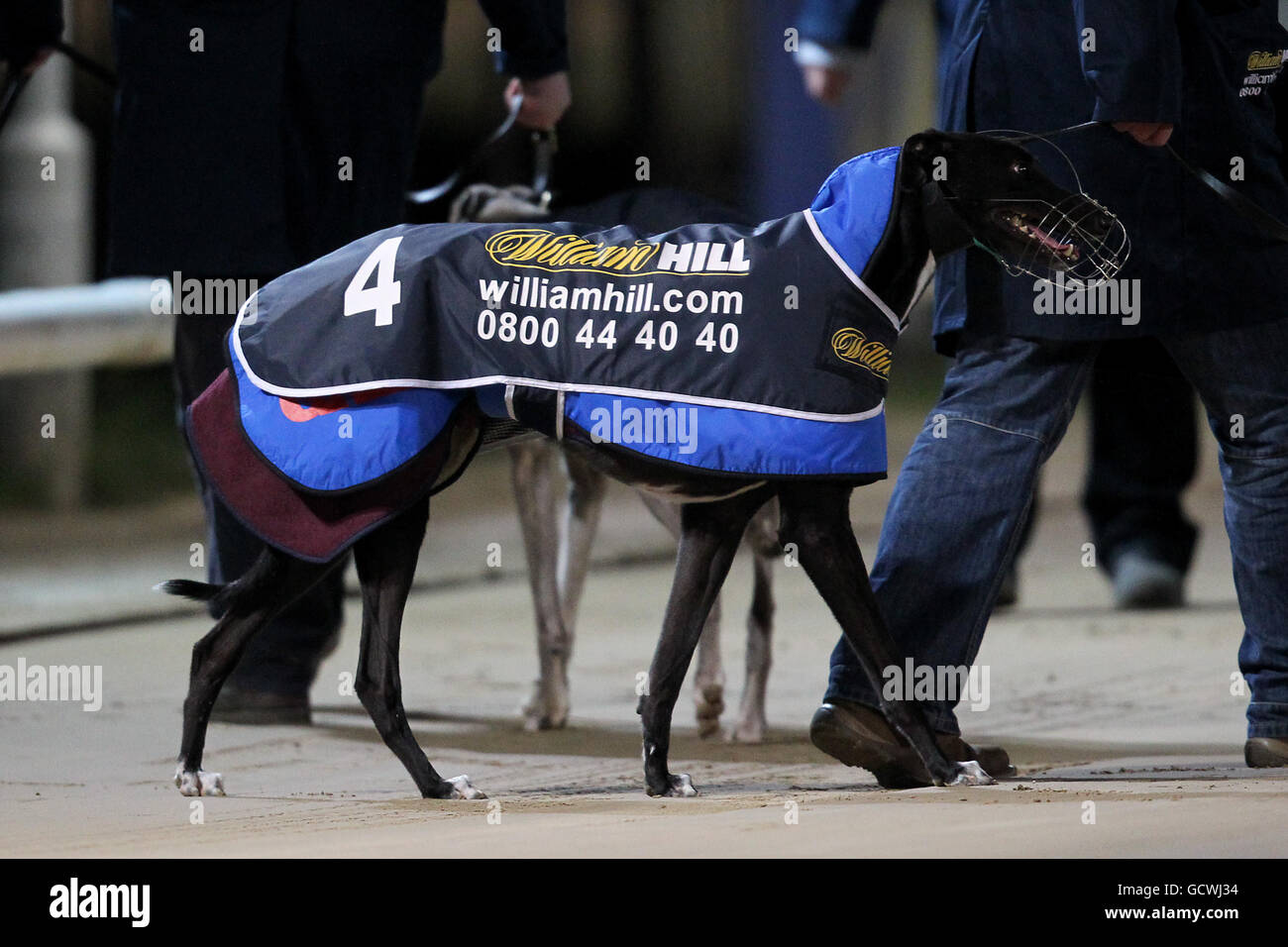 Greyhound Racing - williamhill.com All England Festival - Finals Night ...