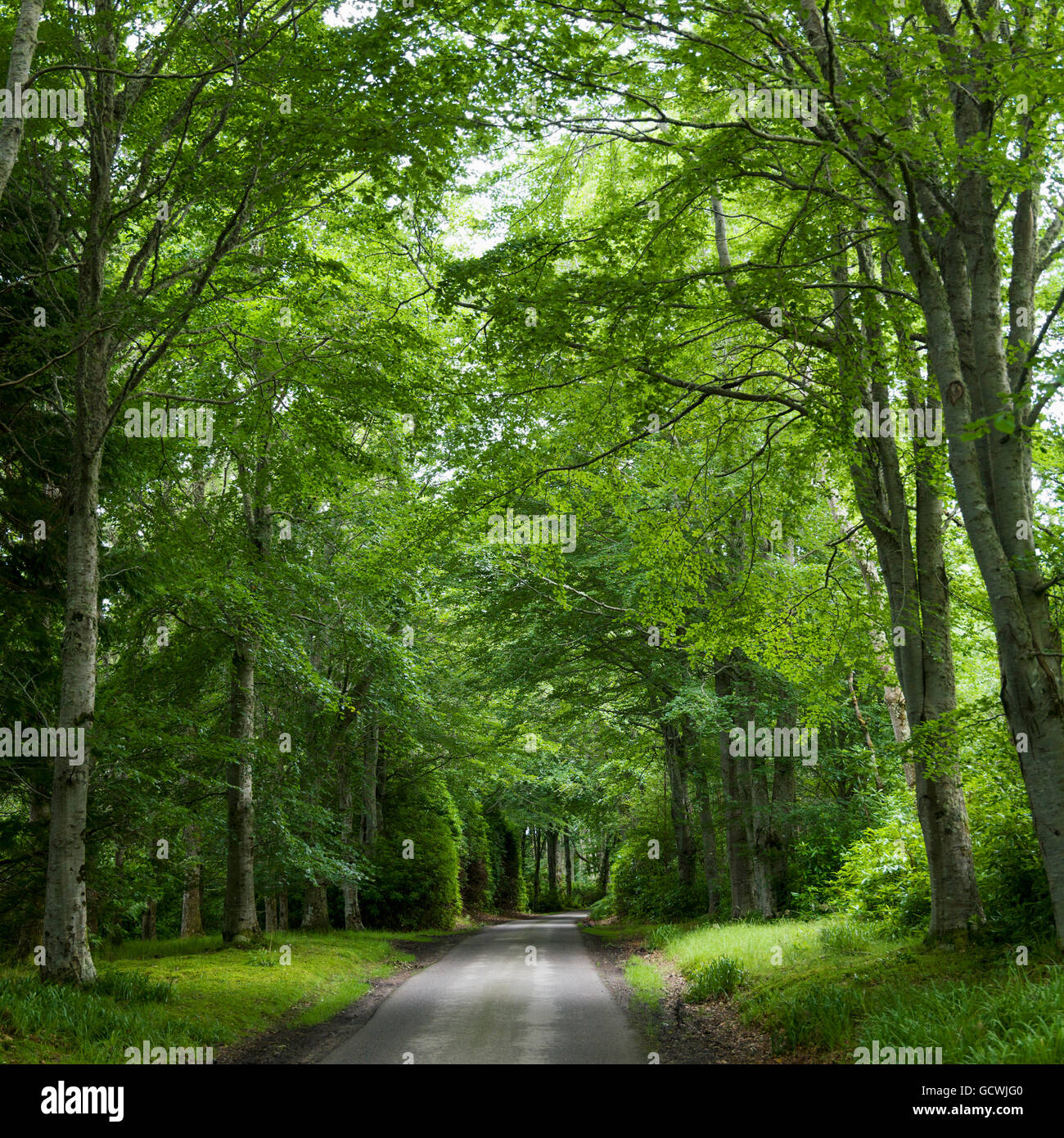Serene road lined lush trees hi-res stock photography and images - Alamy