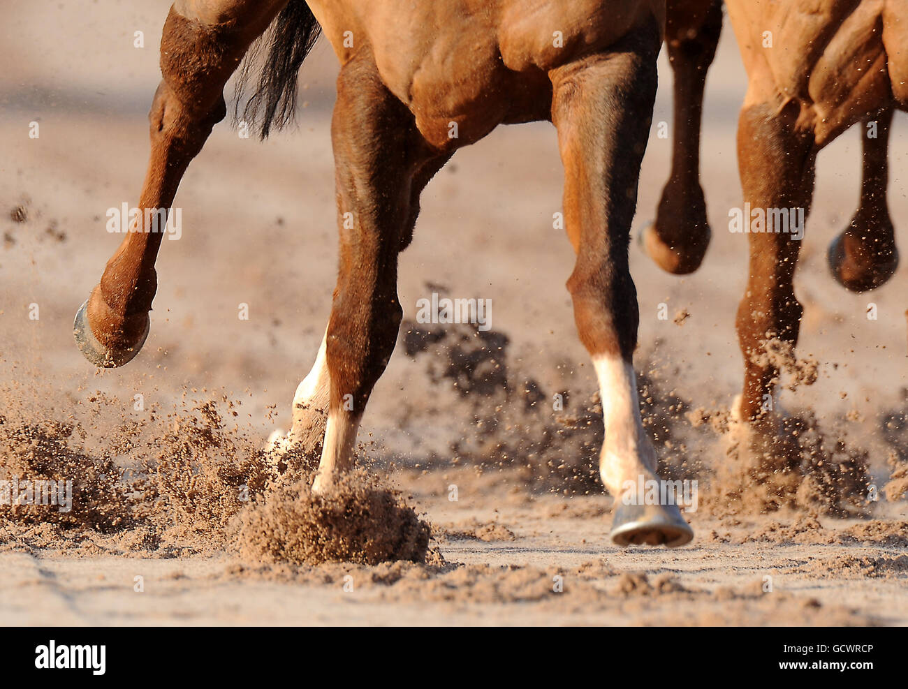 Horse Racing - Southwell Racecourse. Horses kick up the all weather ...