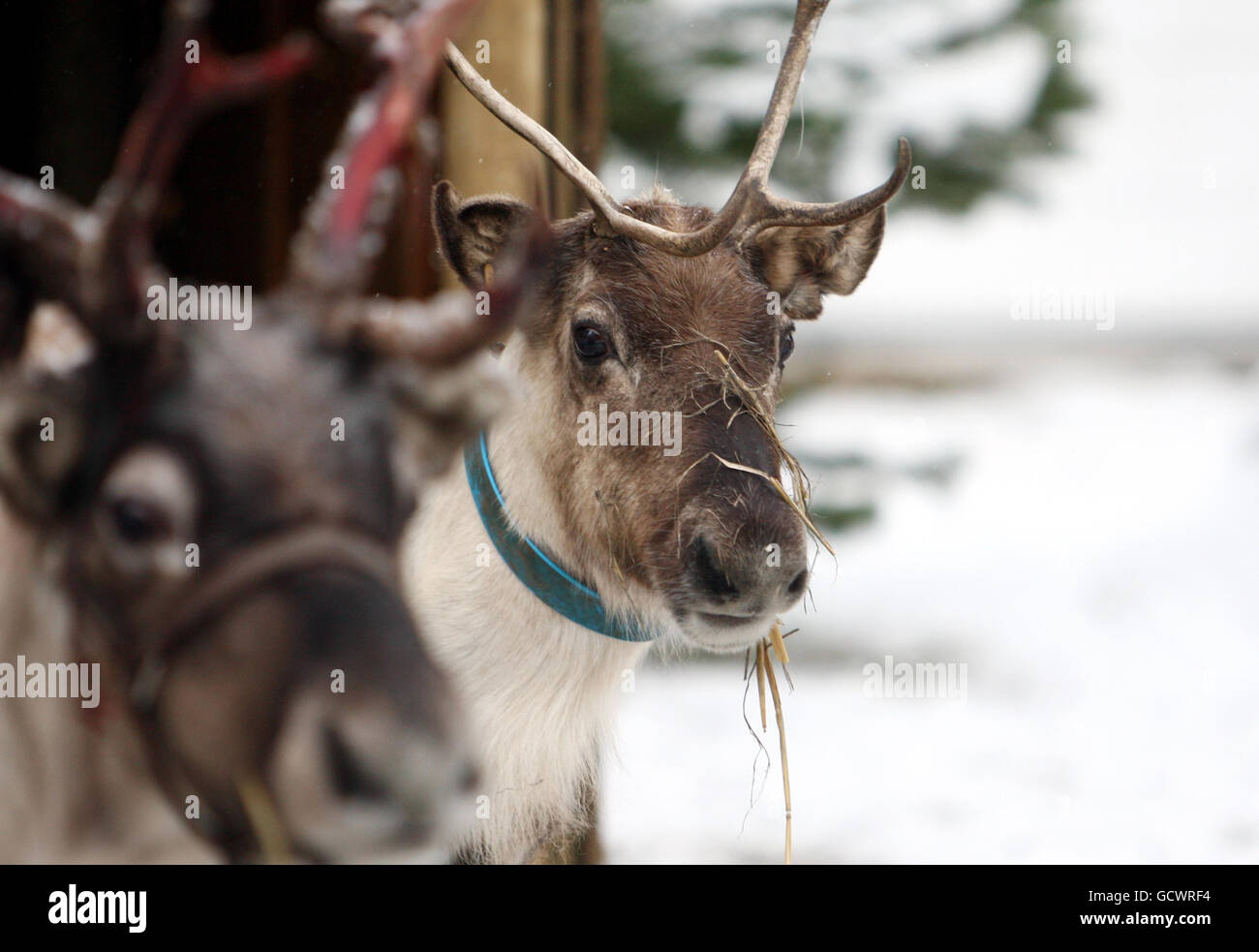 Cannock chase birches valley hi-res stock photography and images - Alamy