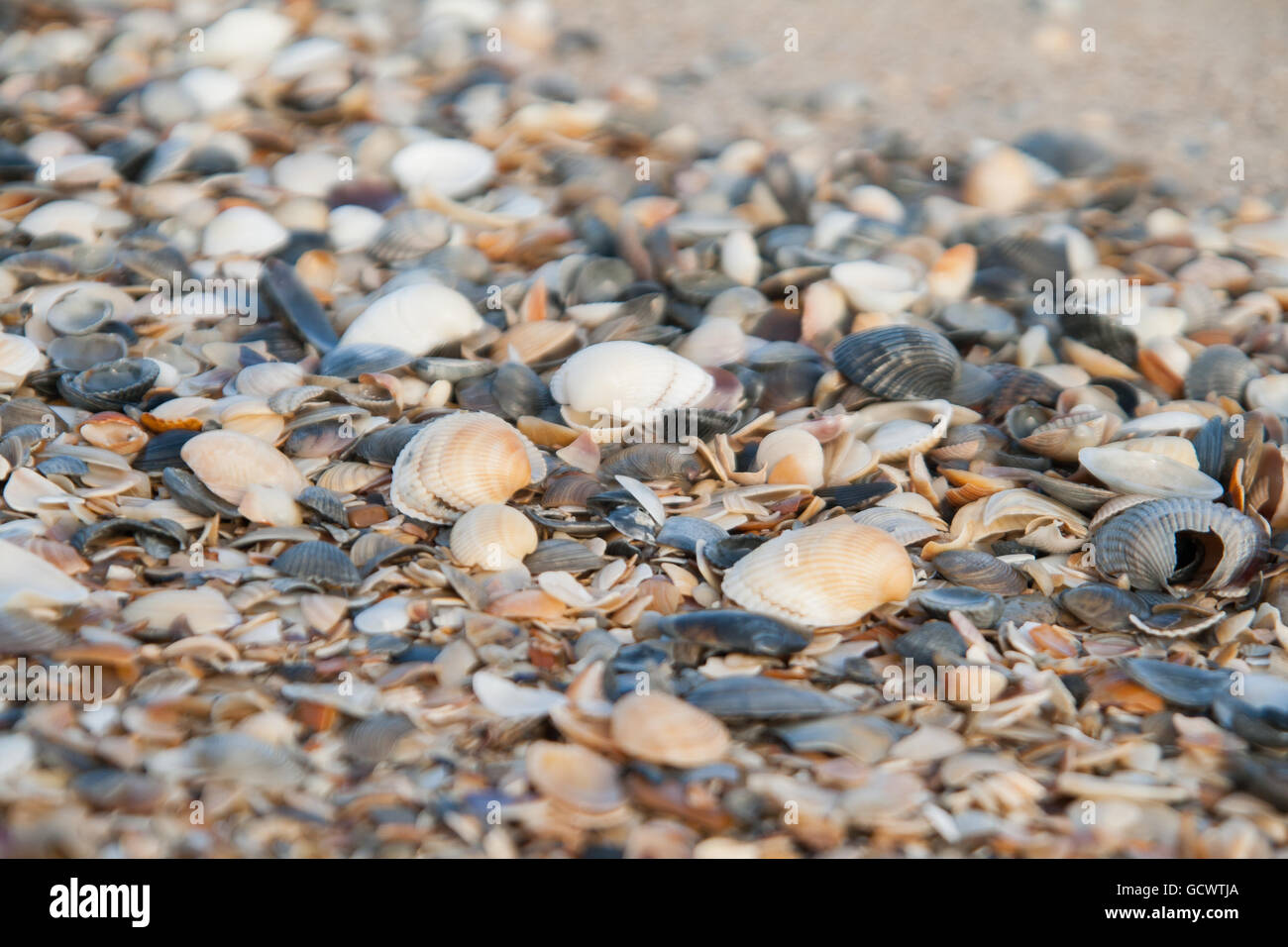 Background of colored sea shells Stock Photo - Alamy