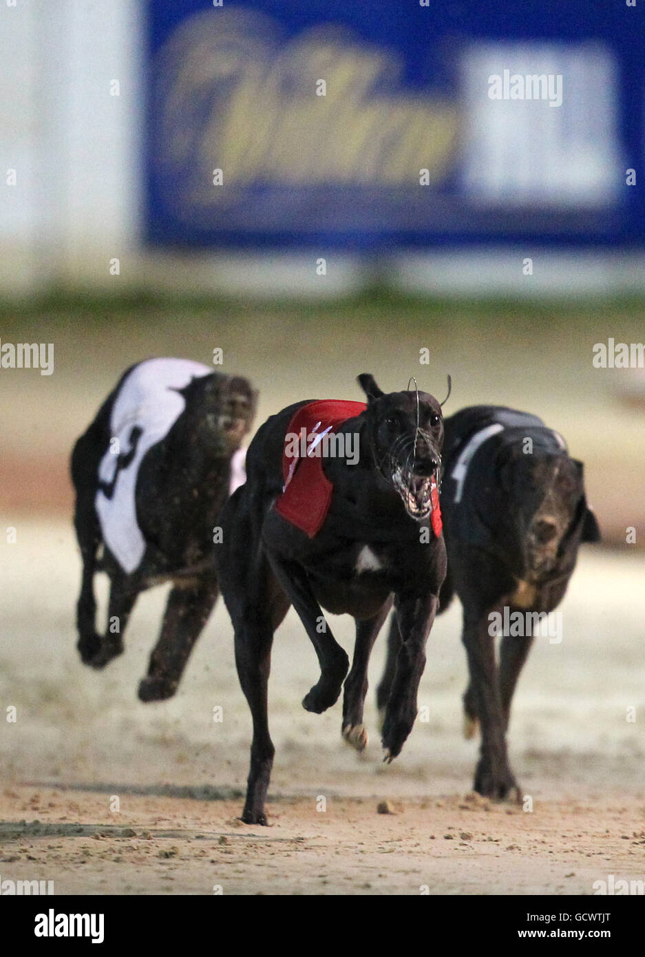 Greyhound racing all england festival finals night newcastle greyhound ...