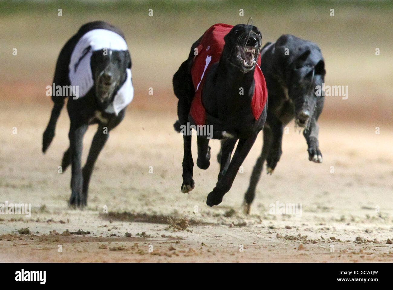 Greyhound racing all england festival finals night newcastle greyhound ...