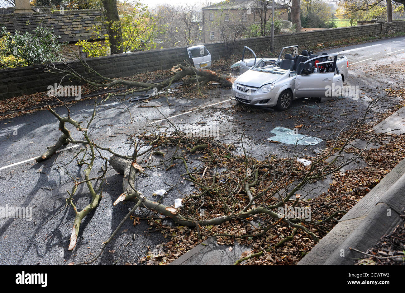 Woman killed by falling tree Stock Photo - Alamy