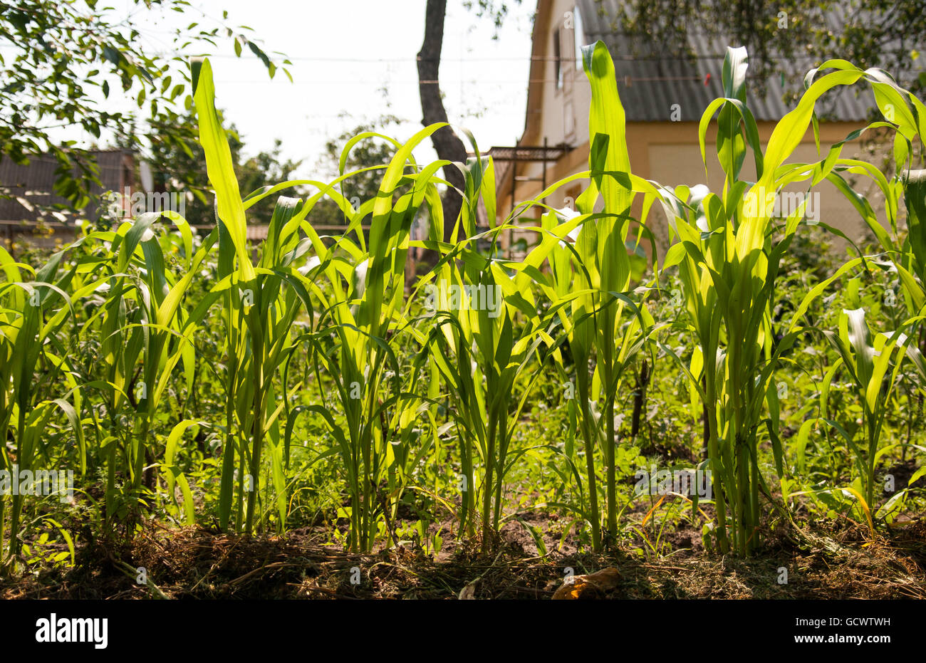 leaves of corn on a sunny field Stock Photo - Alamy