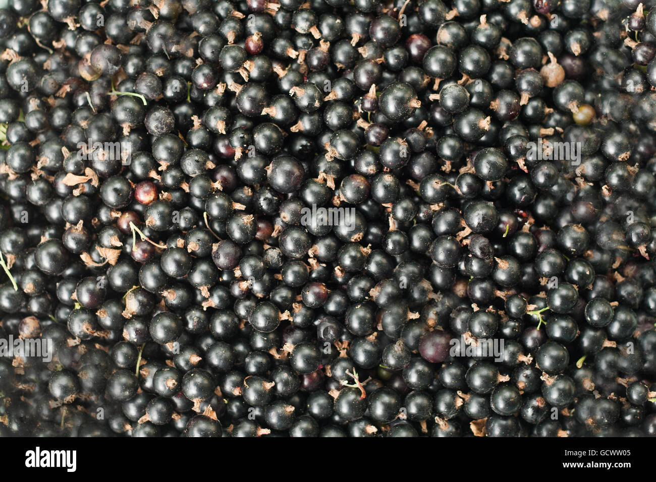 Black currant background Stock Photo - Alamy
