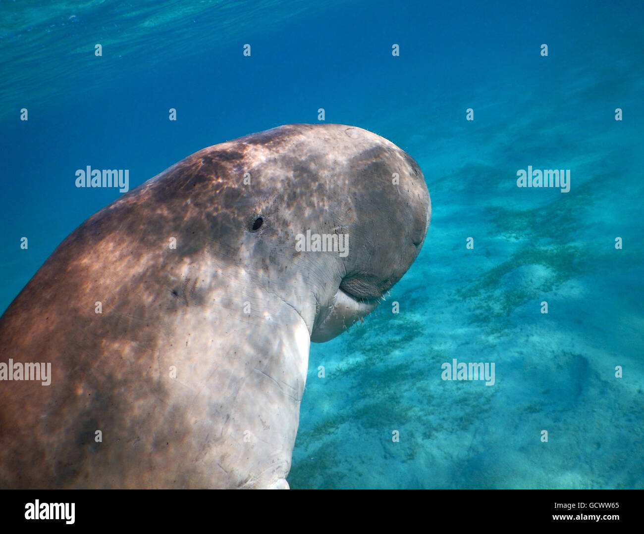 Dugong Stock Photos & Dugong Stock Images - Alamy