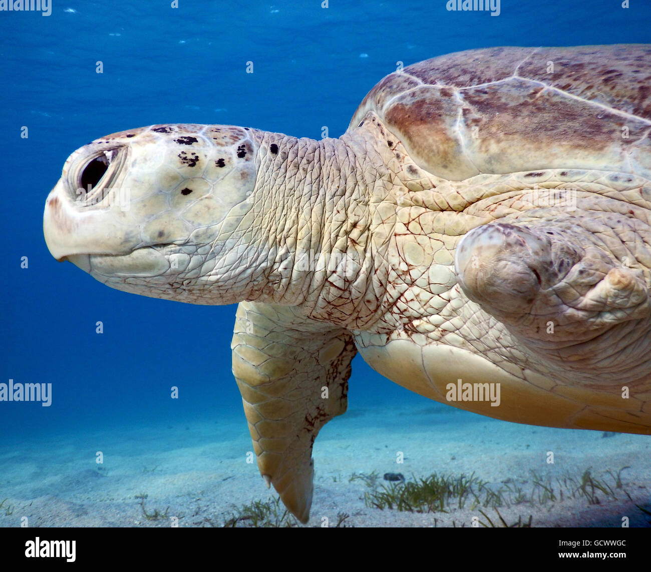 Reptiles In Egypt High Resolution Stock Photography and Images - Alamy