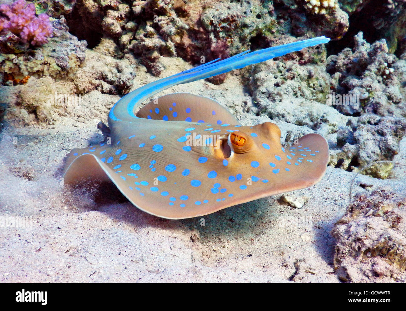 Blue spotted ray hi-res stock photography and images - Alamy