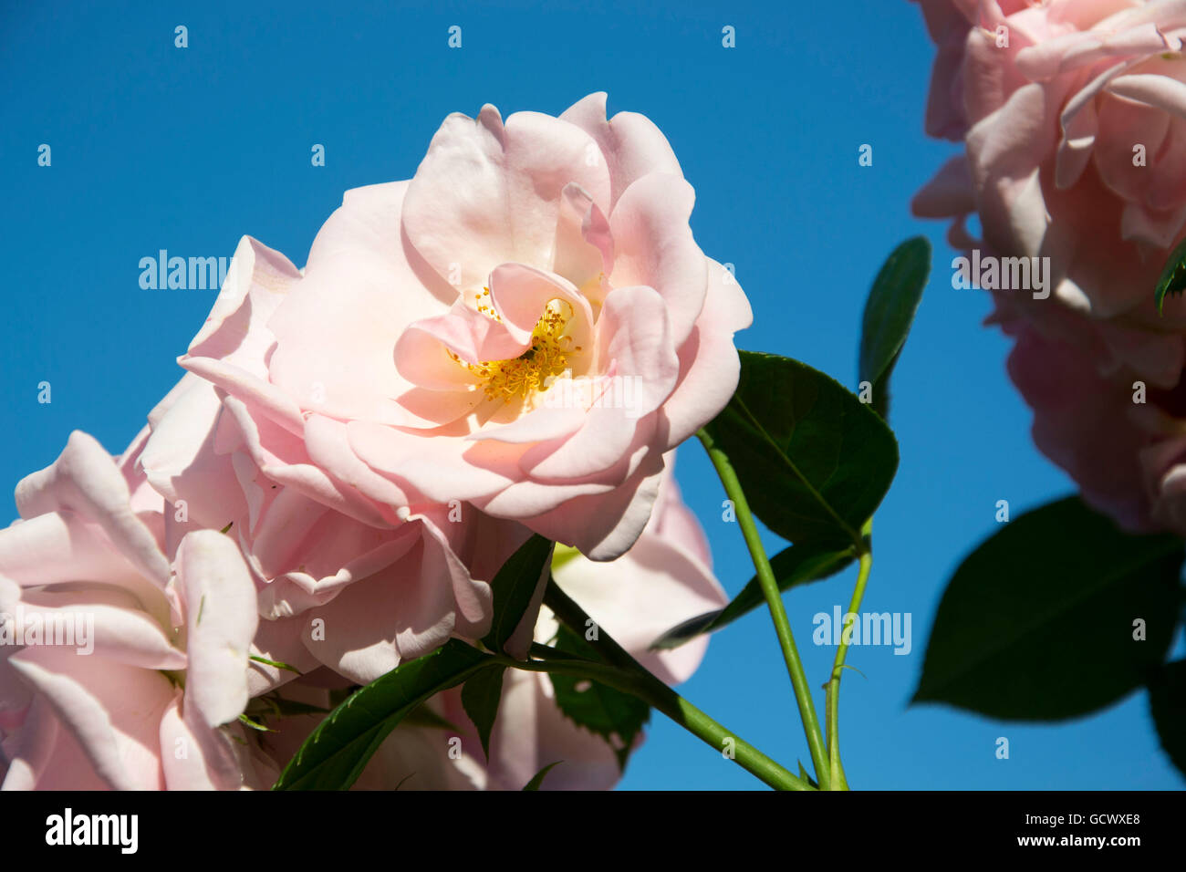 astrid lindgren rose Stock Photo - Alamy