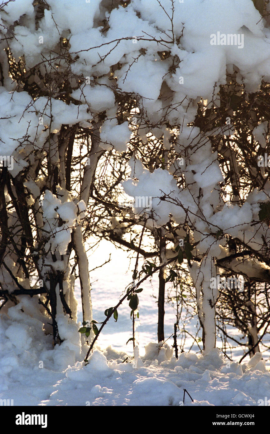 Snow covered hedge after the heavy snowfall Stock Photo - Alamy