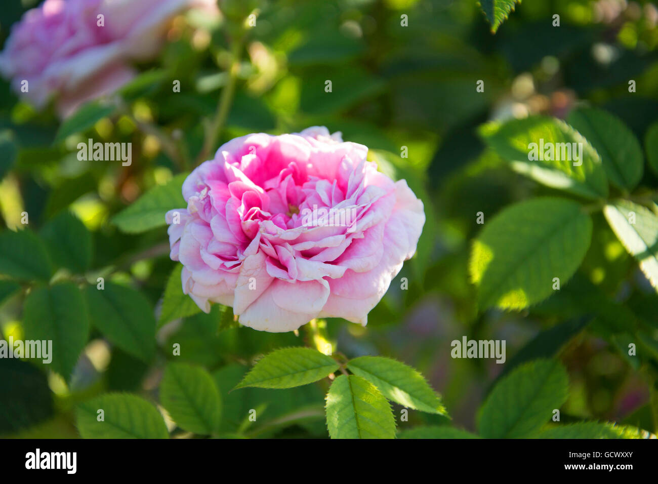 Strauchrose hi-res stock photography and images - Alamy