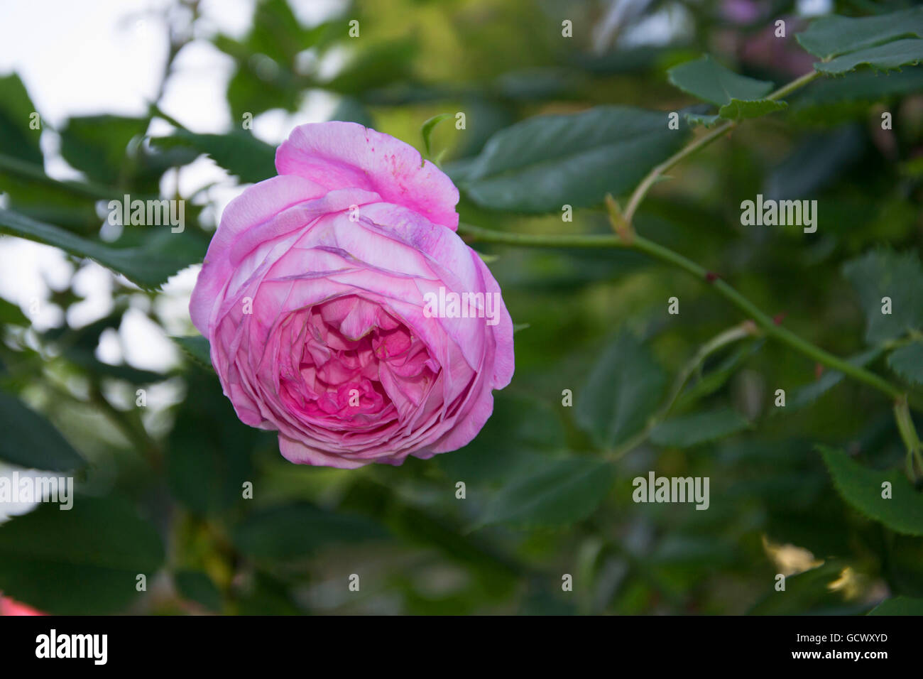 la reine victoria rose Stock Photo - Alamy