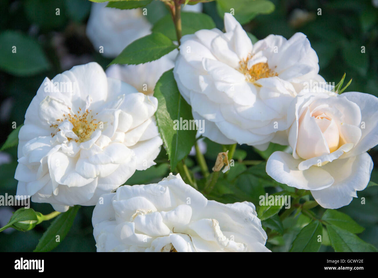princess of wales rose Stock Photo - Alamy