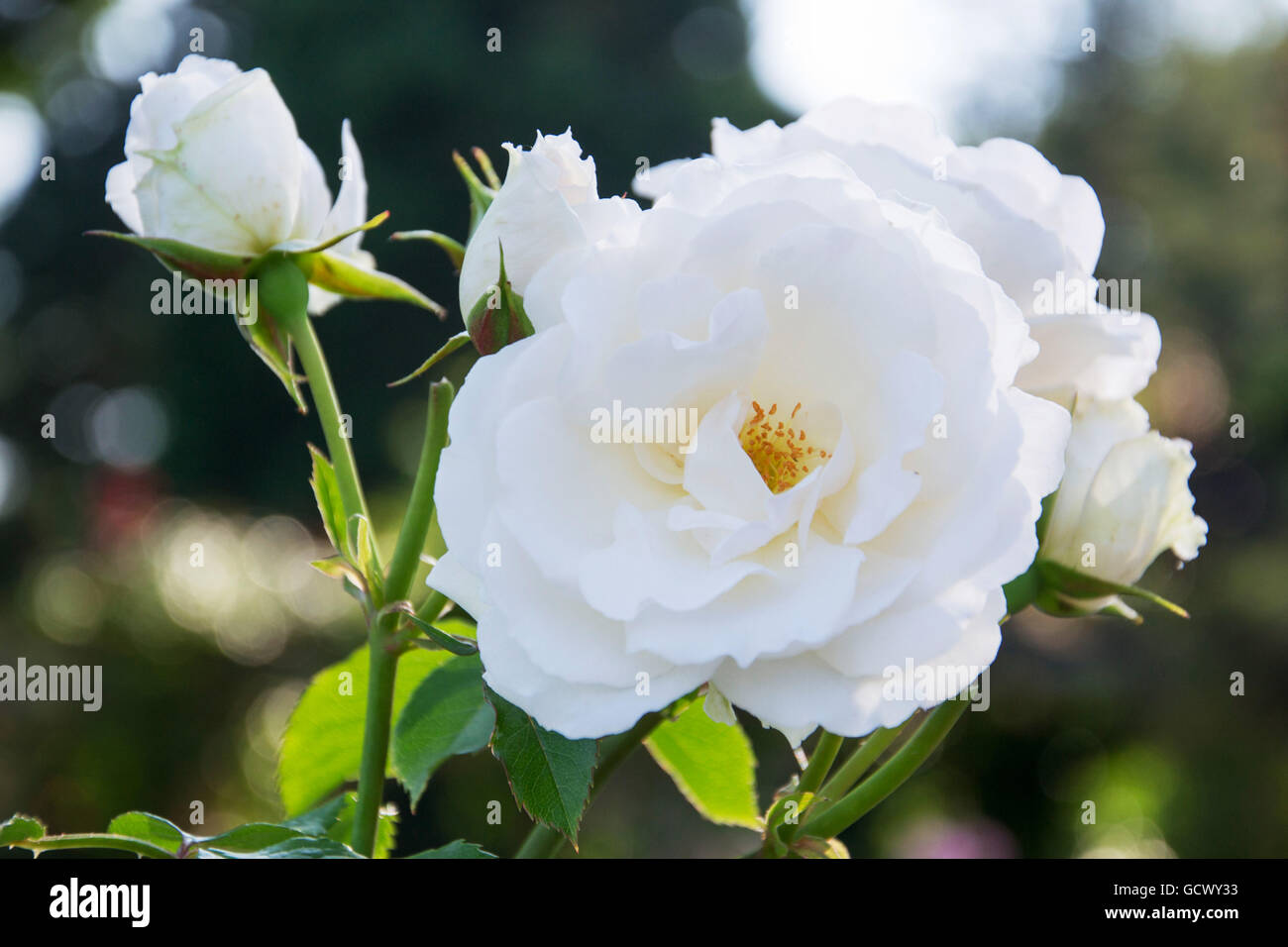 princess of wales rose Stock Photo - Alamy