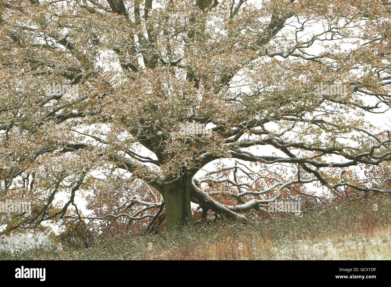An oak tree frosted with snow near Chichester, West Sussex, after the ...
