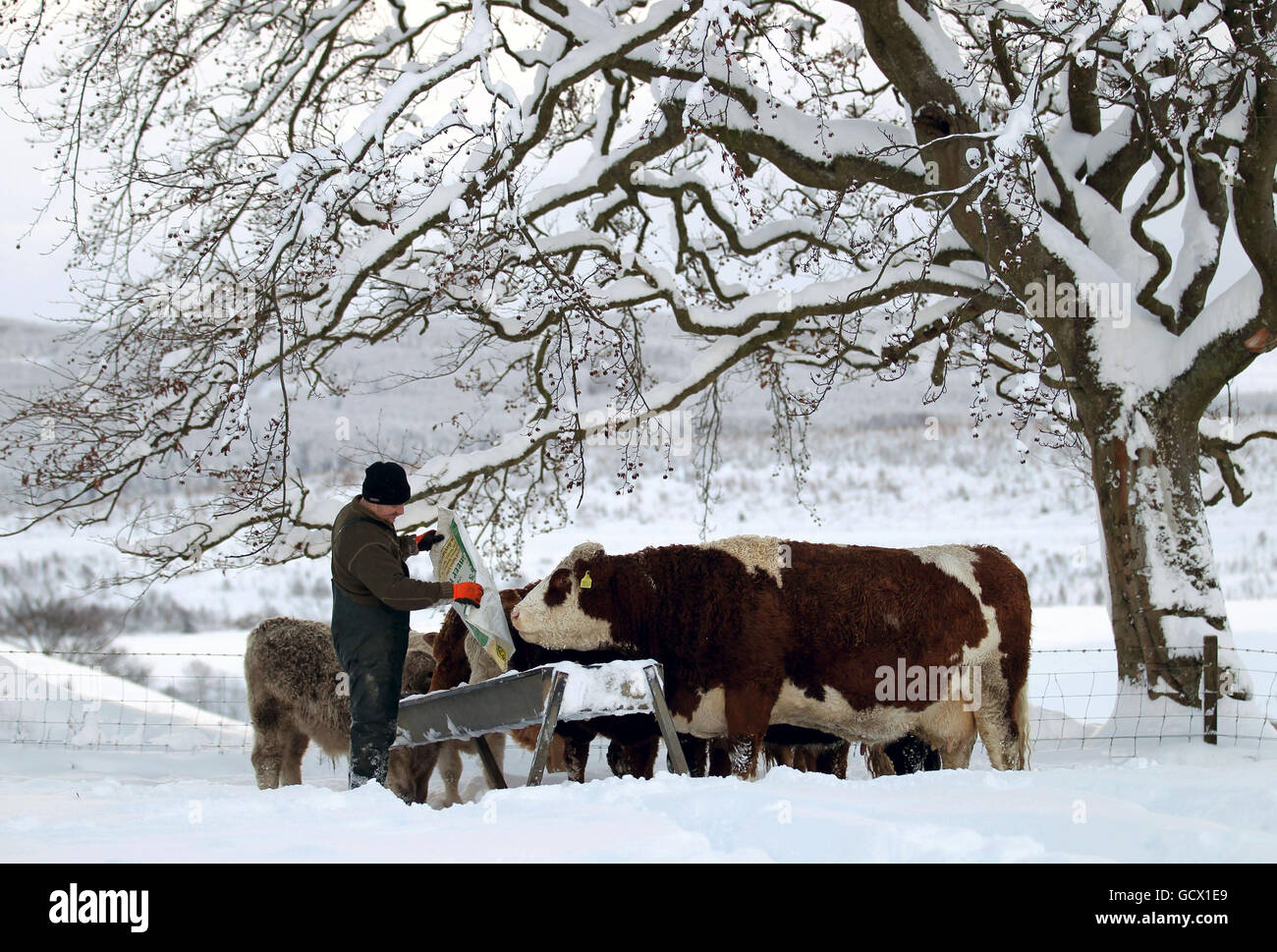 Farmer Peter Laidlaw feeds cattle at Craigannet Farm near Carronbridge ...