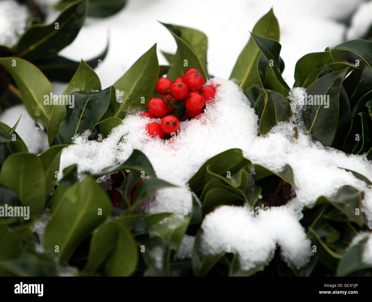 Tenbury Mistletoe and Holly auction Stock Photo - Alamy