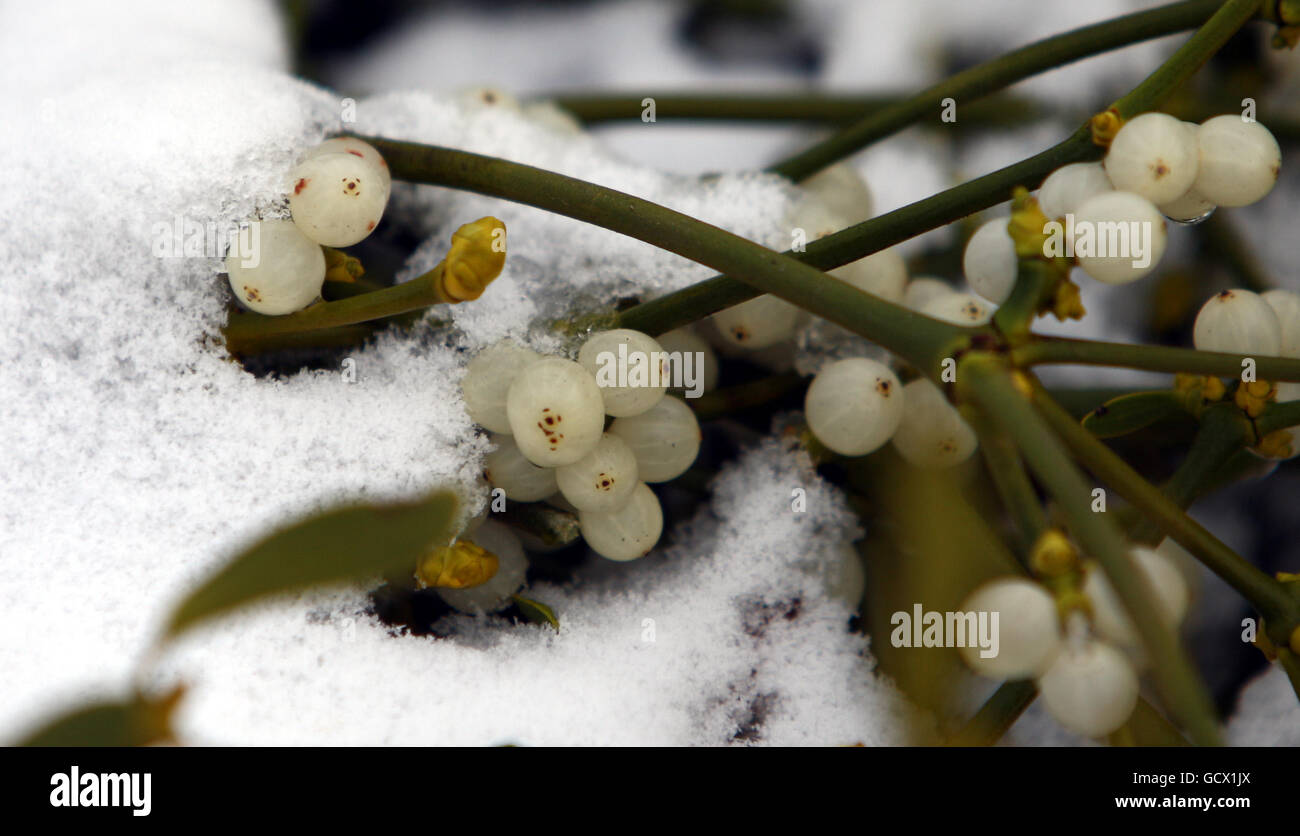 Tenbury Mistletoe and Holly auction Stock Photo - Alamy