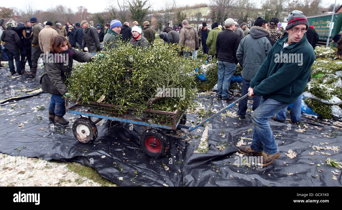 Tenbury Mistletoe and Holly auction. Buyers gather mistletoe at the ...
