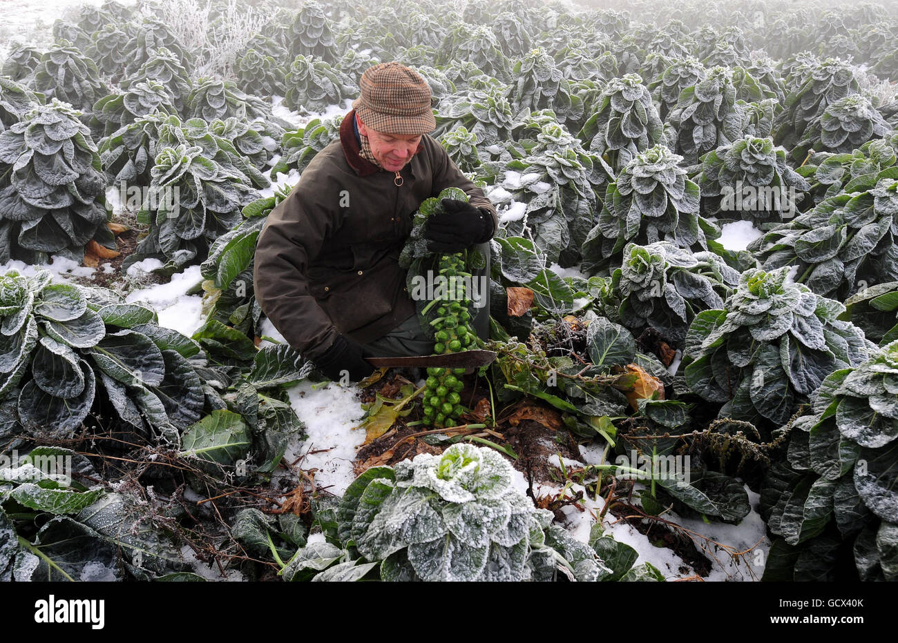 Brussel sprout farm Stock Photo - Alamy